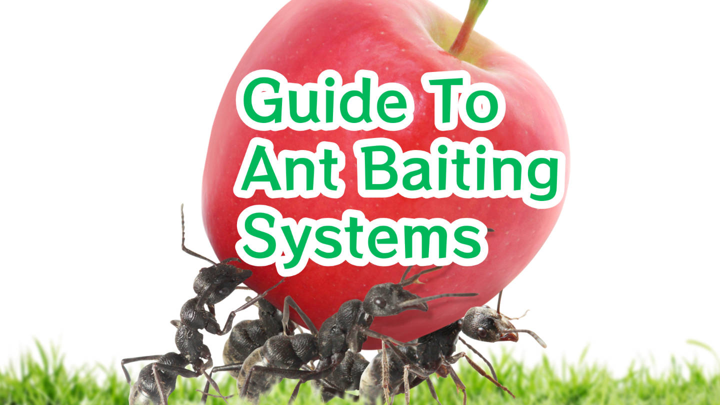 Guide to Ant Baiting Systems - Ensystex.co.za
