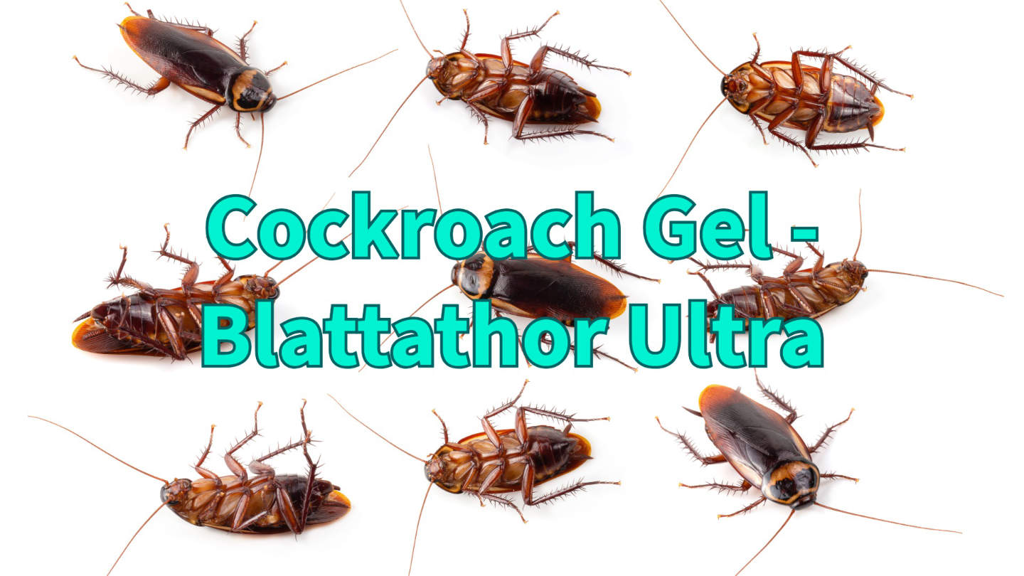 Blattathor Ultra Cockroach Gel Bait: A Solution to Cockroach Control ...