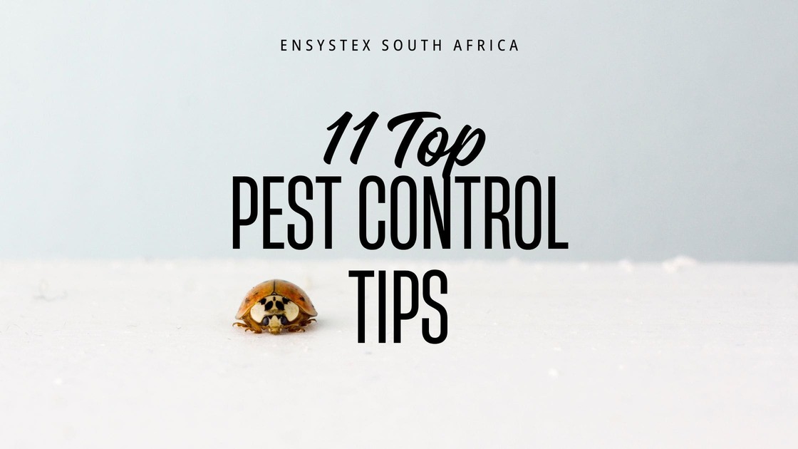 11 Pest Control Tips for an Eco-Friendly and Pest-Free Home - Ensystex ...